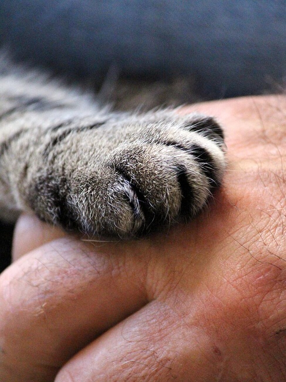 How humans and other animal species communicate across species boundaries